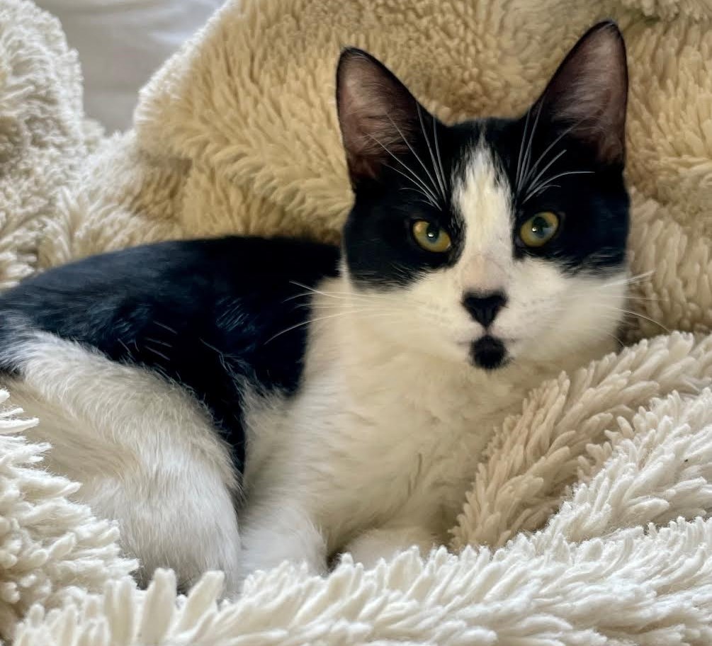 Pets of the Week: Daisy and Milo | Community Concern For Cats