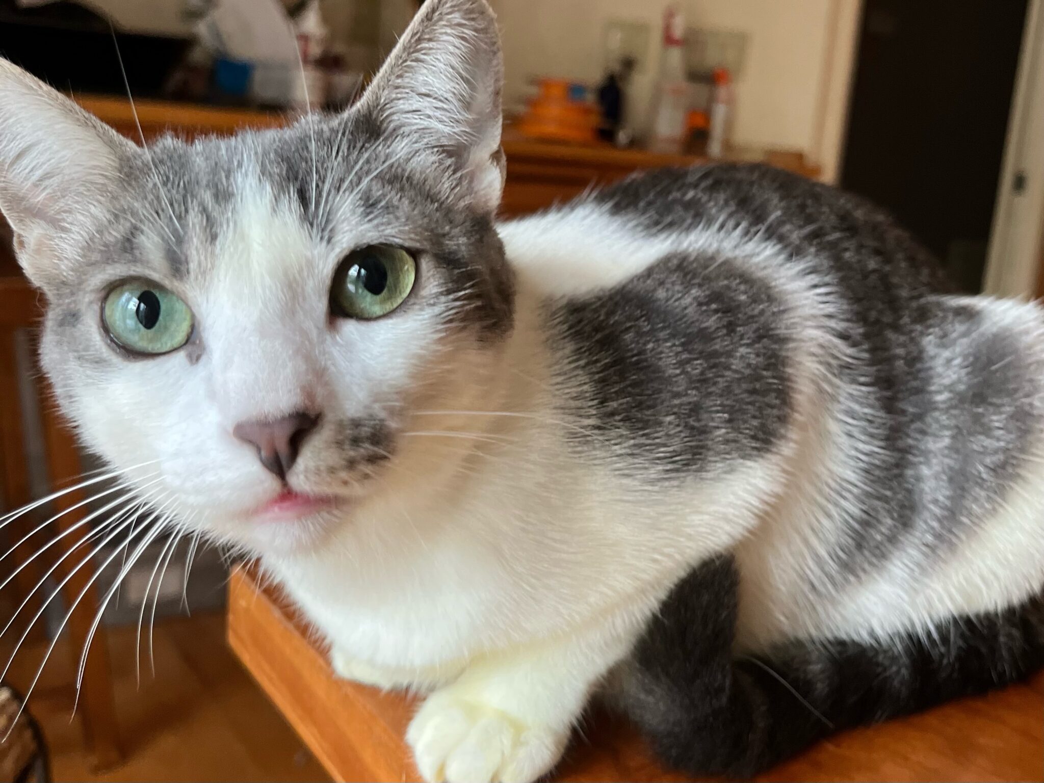 Pet of the Week: Marilyn with the jade-eyes | Community Concern For Cats